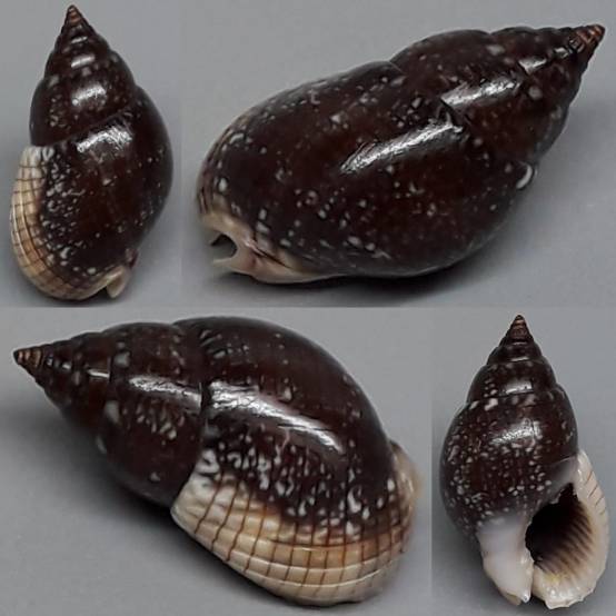 shellauction.net :: Nassarius sp. - 3903981