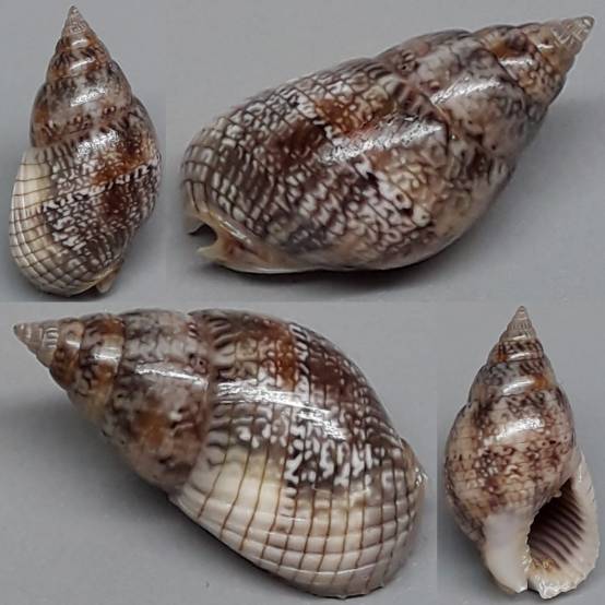 shellauction.net :: Nassarius sp. - 3903984
