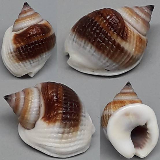 shellauction.net :: Nassarius sp. - 3903988