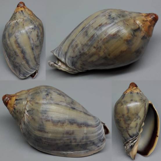 shellauction.net :: Cymbiola flavicans - 3904078
