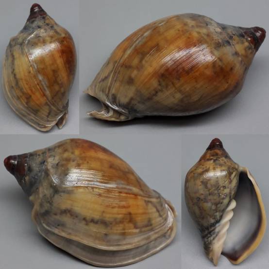 shellauction.net :: Cymbiola flavicans - 3904084