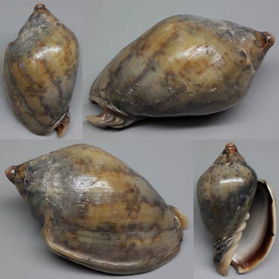 shellauction.net :: Cymbiola flavicans - 3904094