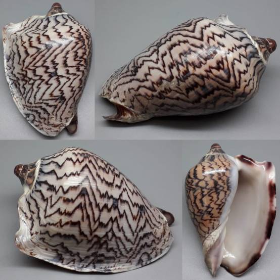 shellauction.net :: Cymbiola nobilis - 3904265