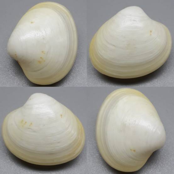 shellauction.net :: Callista sp. - 3904552