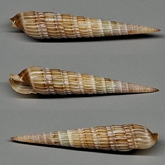 shellauction.net :: Terebra sp. - 3905307