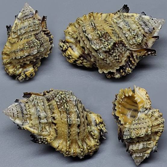 shellauction.net :: Bursa tuberosissima - 3905735