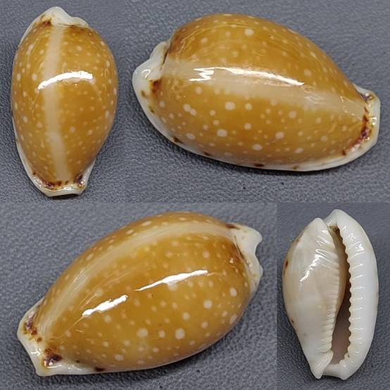 shellauction.net :: Naria labrolineata - 3906399