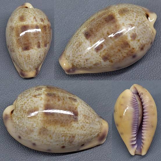shellauction.net :: Contradusta walkeri walkeri - 3906401
