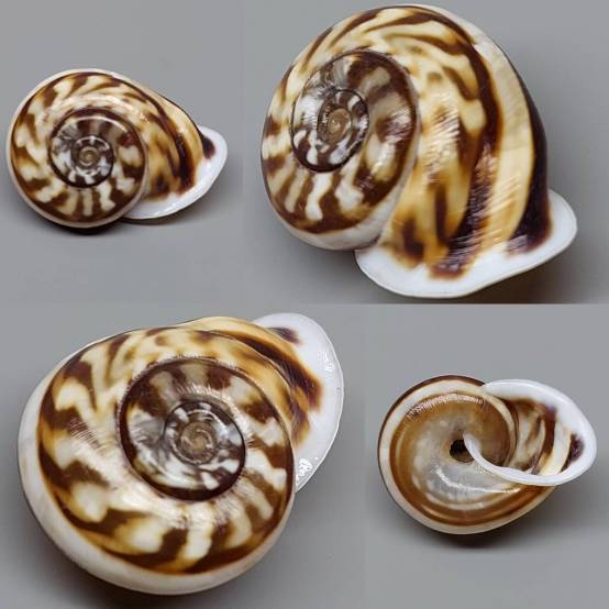 shellauction.net :: Planispira zonaria f. lineolata - 3906771