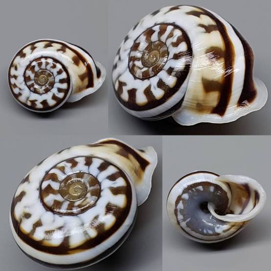 shellauction.net :: Planispira zonaria f. lineolata - 3906773