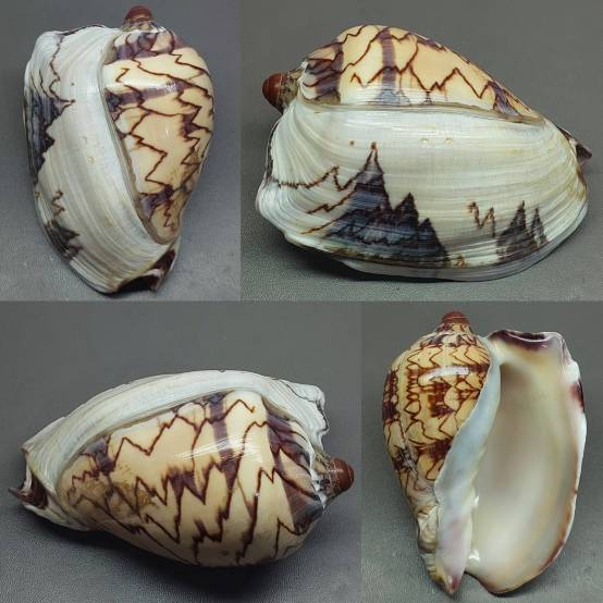 shellauction.net :: Cymbiola nobilis - 3906823