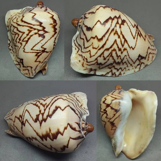shellauction.net :: Cymbiola nobilis - 3906827