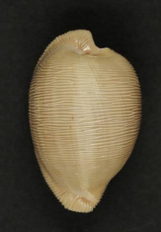 shellauction.net :: Cypraea capensis profundorum - 3907065
