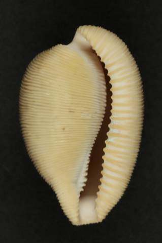 shellauction.net :: Cypraea capensis profundorum - 3907065