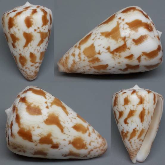 shellauction.net :: Conus caracteristicus - 3907152
