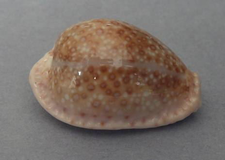 shellauction.net :: Naria marginalis - 3907296
