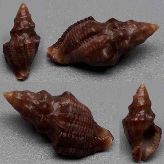 shellauction.net :: Thais sp. - 3907599