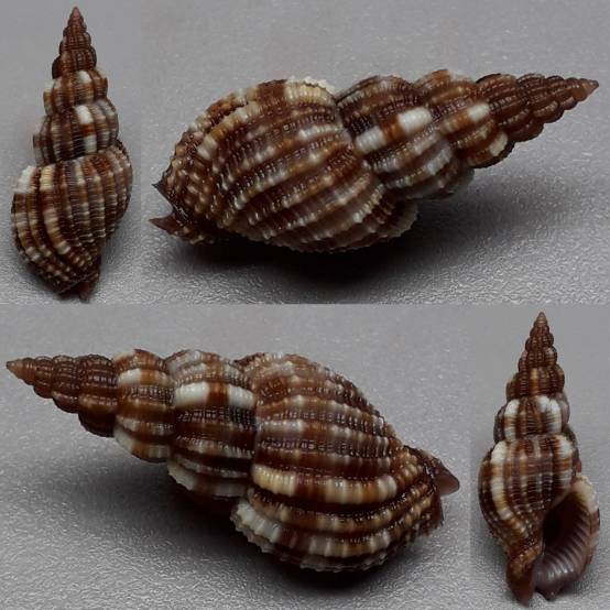 shellauction.net :: Phos roseatus - 3907600