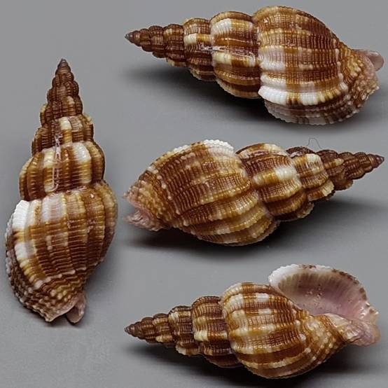 shellauction.net :: Phos roseatus - 3907813