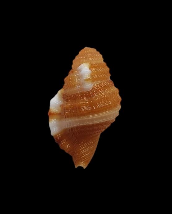 shellauction.net :: Septa occidentalis - 3908013