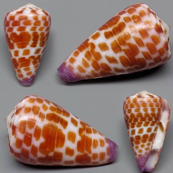 shellauction.net :: Conus tessulatus - 3908168