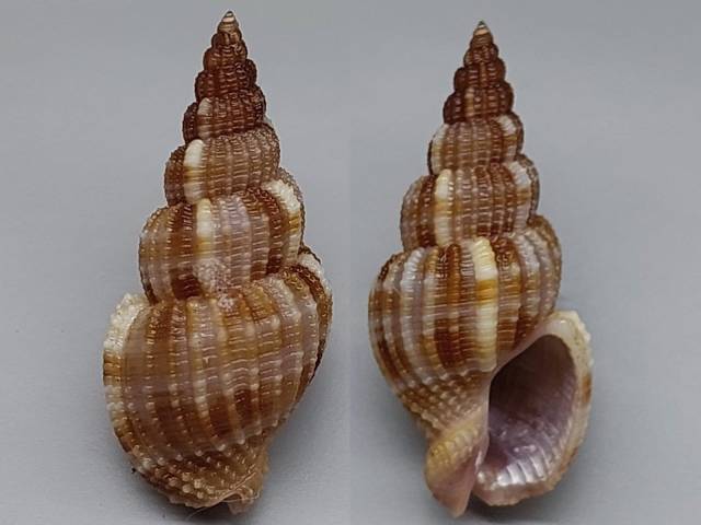 shellauction.net :: Phos roseatus - 3908294