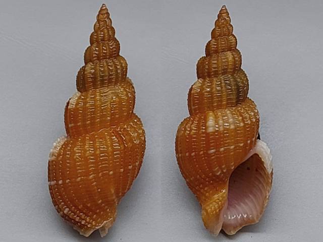 shellauction.net :: Phos roseatus - 3908295