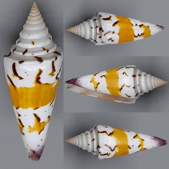 shellauction.net :: Conus generalis - 3908412