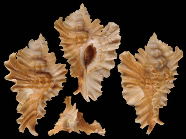 shellauction.net :: Timbellus phyllopterus - 3908598