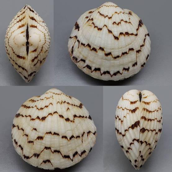 shellauction.net :: Tucetona pectinata - 3908605