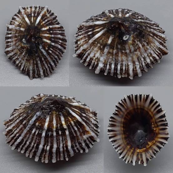 shellauction.net :: Siphonaria normalis - 3908836