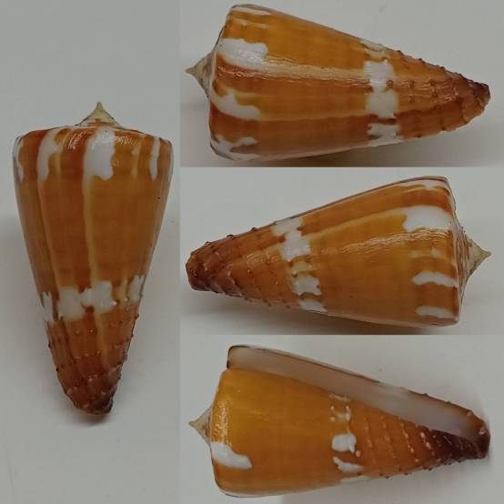 shellauction.net :: Conus litoglyphus - 3908851