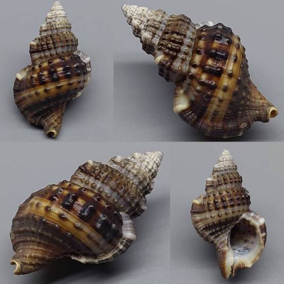 shellauction.net :: Gyrineum natator - 3908943