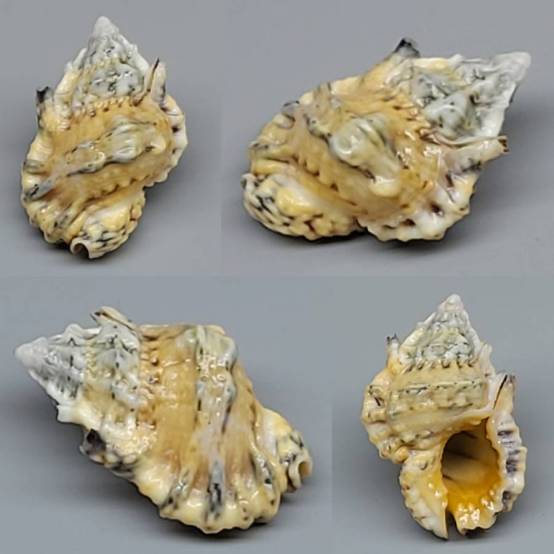 shellauction.net :: Bursa tuberosissima - 3909296