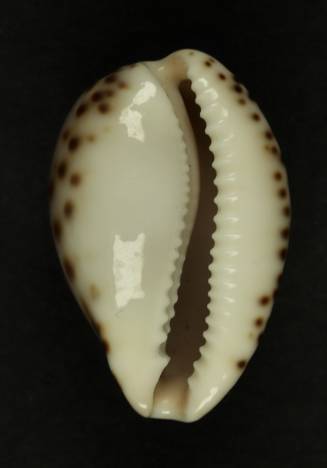 shellauction.net :: Cypraea angustata - 3909687