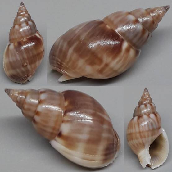 shellauction.net :: Nassarius sp. - 3909724