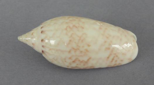 shellauction.net :: Oliva fulgurator fusiformis - 3910201