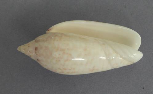 shellauction.net :: Oliva fulgurator fusiformis - 3910201