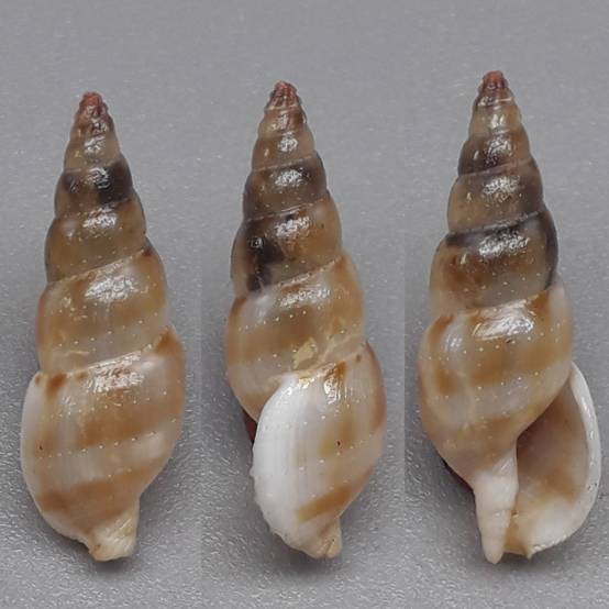 shellauction.net :: Nassarius sp. - 3910327