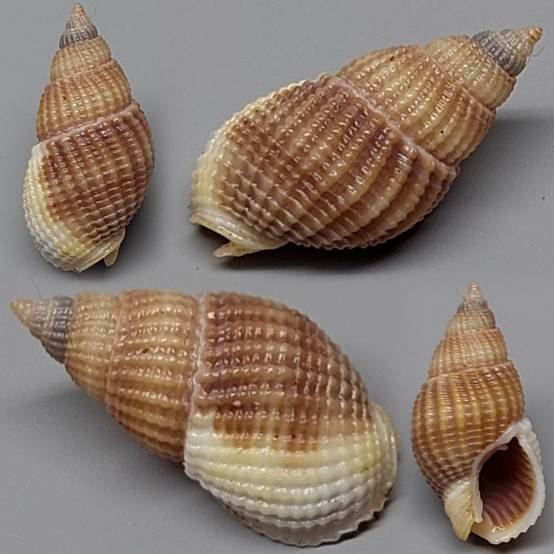 shellauction.net :: Nassarius sp. - 3910570
