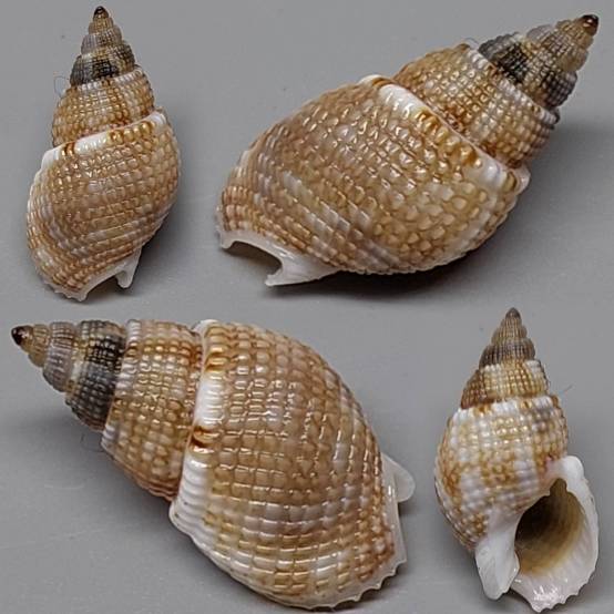 shellauction.net :: Nassarius sp. - 3910573