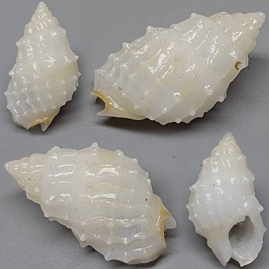 shellauction.net :: Nassarius sp. - 3910577