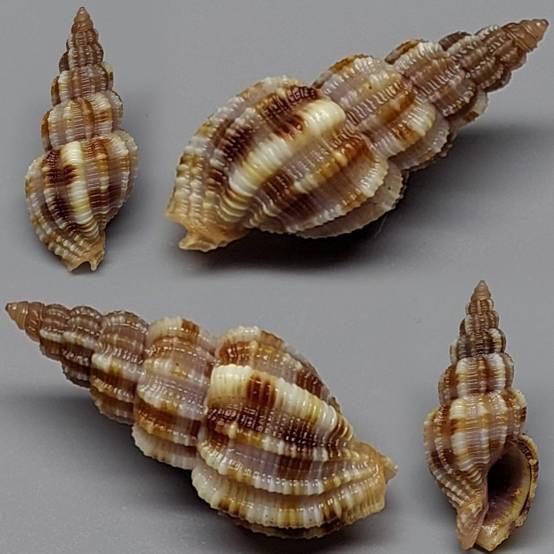 shellauction.net :: Phos roseatus - 3910610
