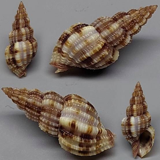 shellauction.net :: Phos roseatus - 3910611