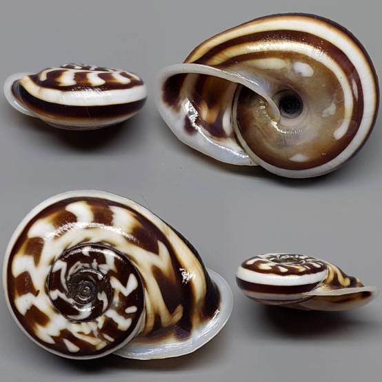 shellauction.net :: Planispira zonaria f. lineolata - 3910791