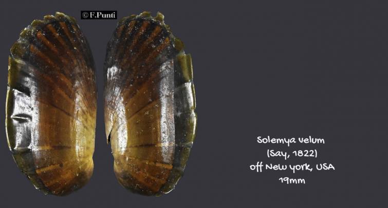 shellauction.net :: Solemya velum - 3911144