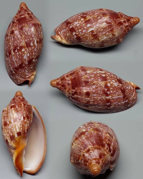 shellauction.net :: Cymbiola innexa - 3911180