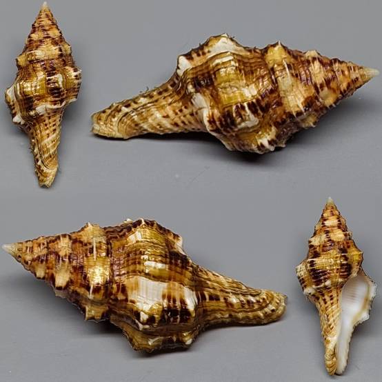 shellauction.net :: Latirus polygonus - 3911226