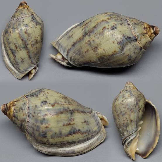 shellauction.net :: Cymbiola flavicans - 3911355