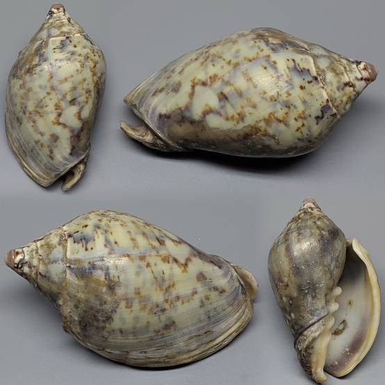 shellauction.net :: Cymbiola flavicans - 3911356